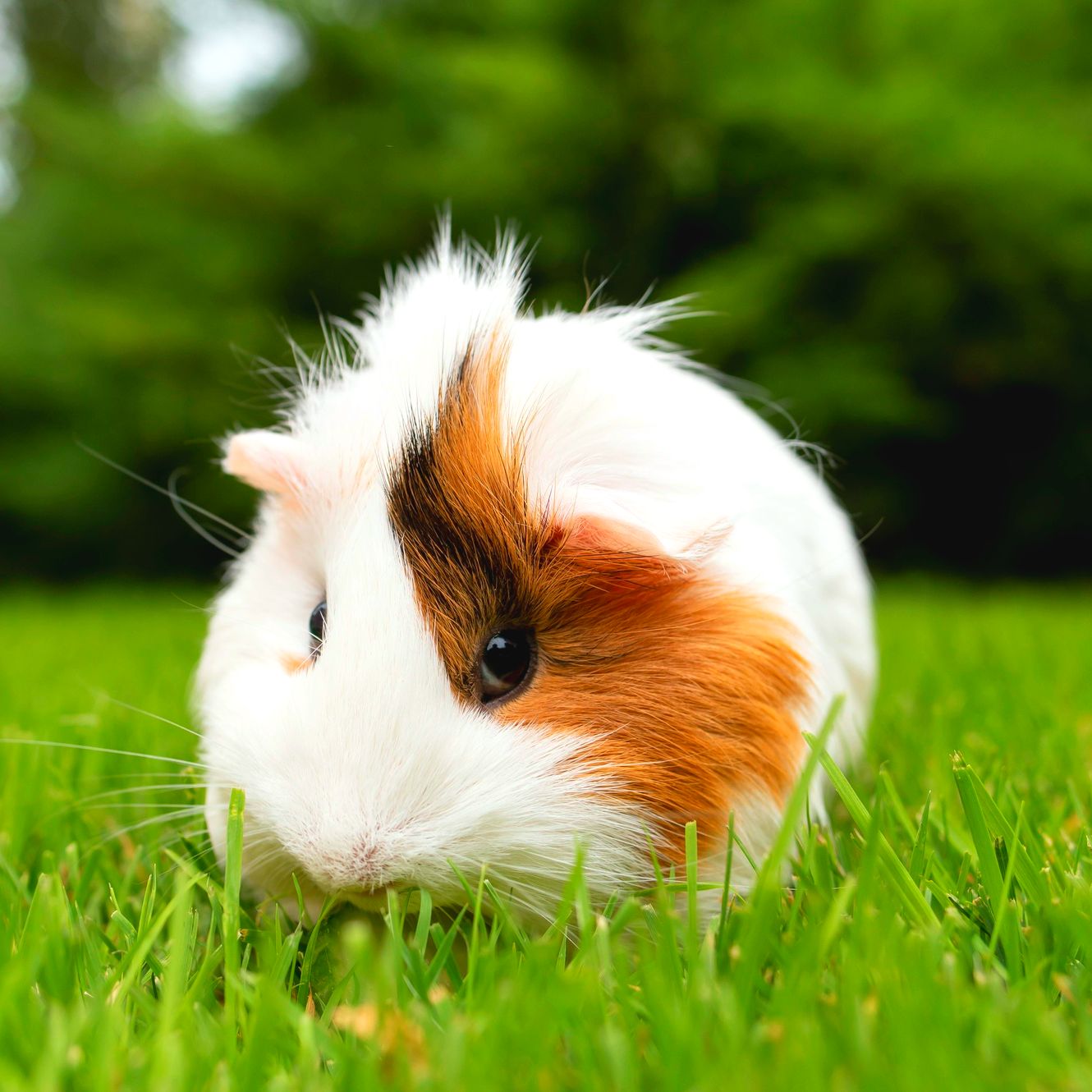 Comprehensive Guide to Animal Breeds | PetPetIn