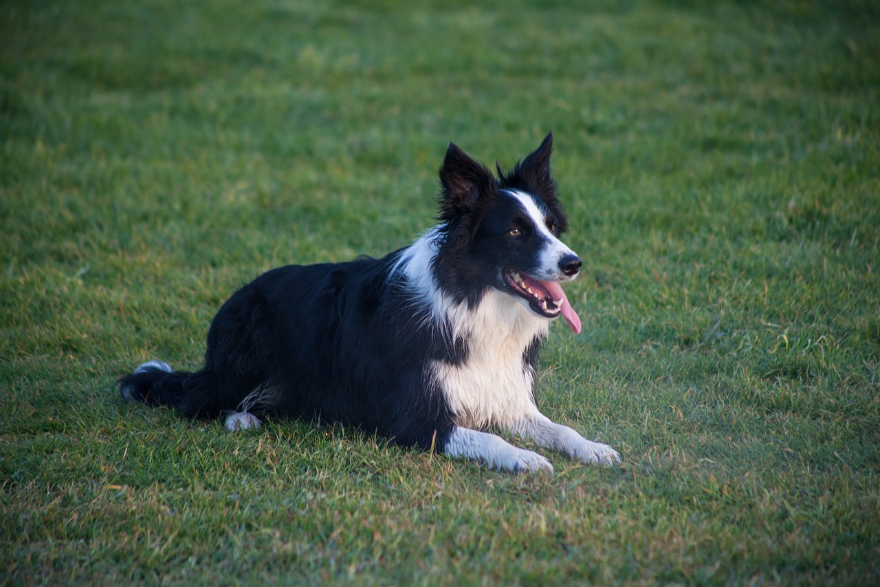 Border Collie Name Ideas: 70 Smart, Fast & British-Inspired Dog Names ...